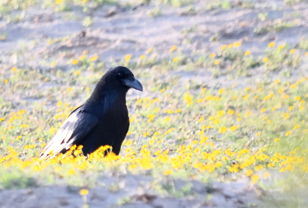 Common Raven from Bustamante, N.L., México on November 25, 2023 at 04: ...