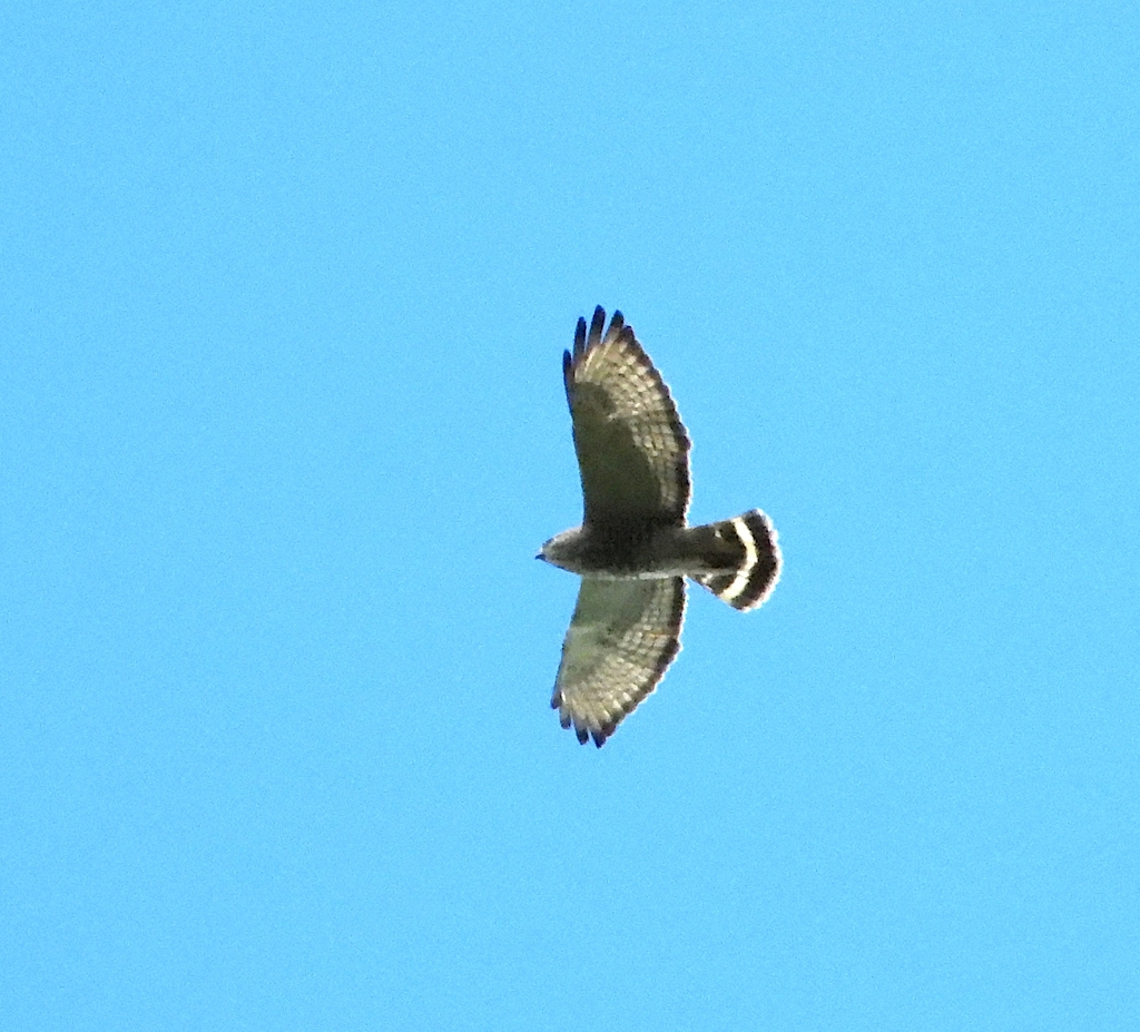 Broad-winged Hawk from Cabañas, Honduras on November 26, 2023 at 12:29 ...