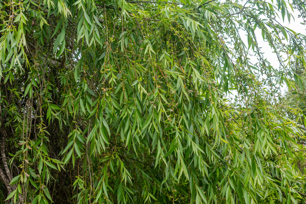 weeping willow from La Serena, Coquimbo, Chile on November 24, 2023 at ...