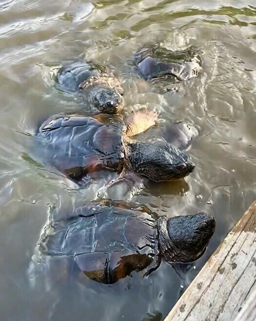 Common Snapping Turtle from Oriental, NC 28571, USA on June 20, 2023 at ...