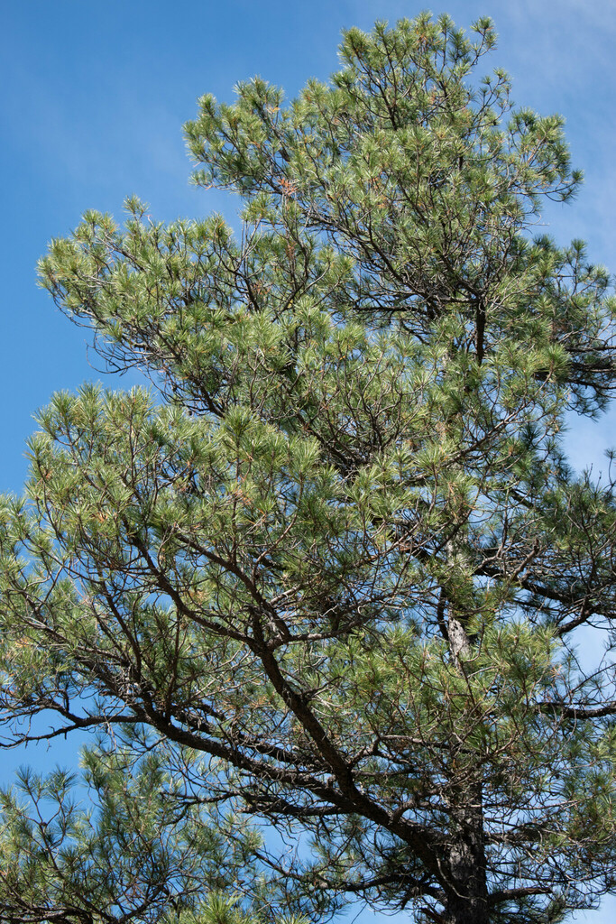 Teocote pine from Durango, Dgo., México on November 25, 2023 at 11:02 ...