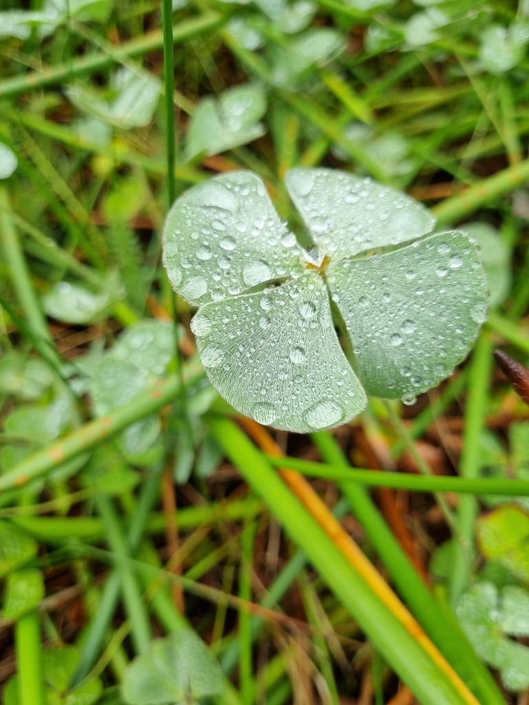 Common Nardoo from Thornbury VIC 3071, Australia on November 27, 2023 ...