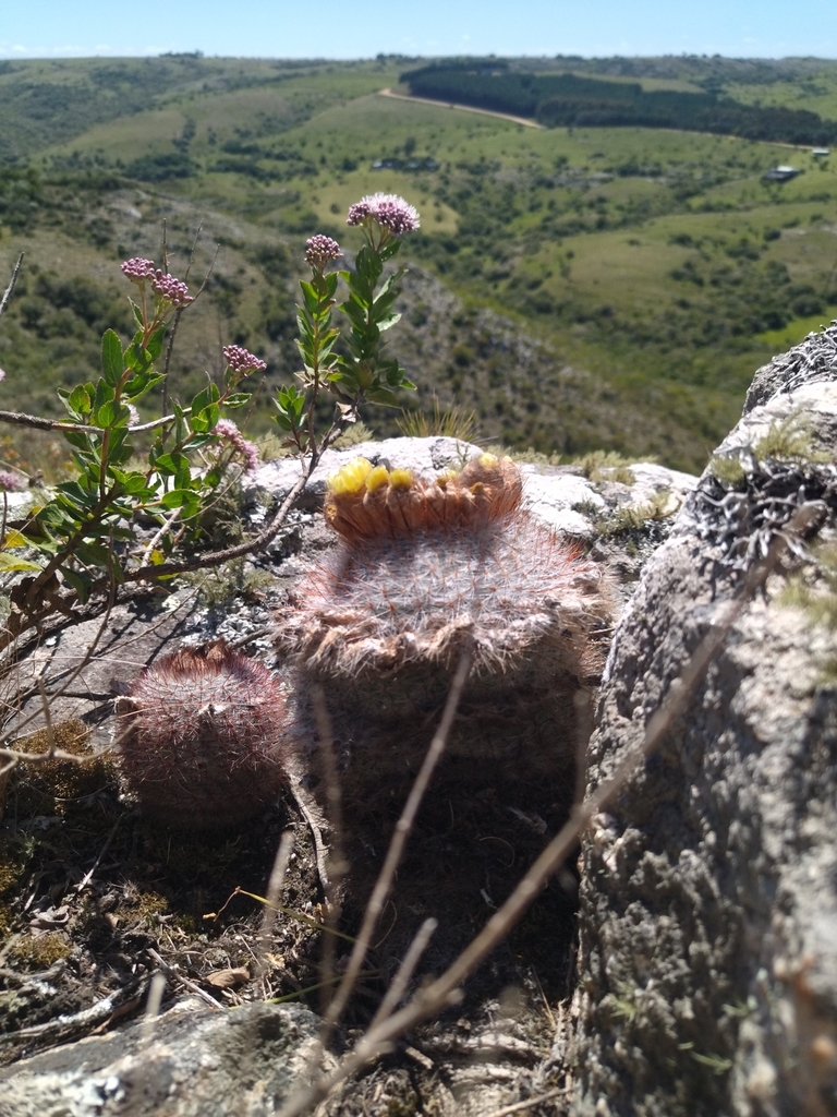Silver Ball Cactus in November 2023 by Mateo Peña · iNaturalist