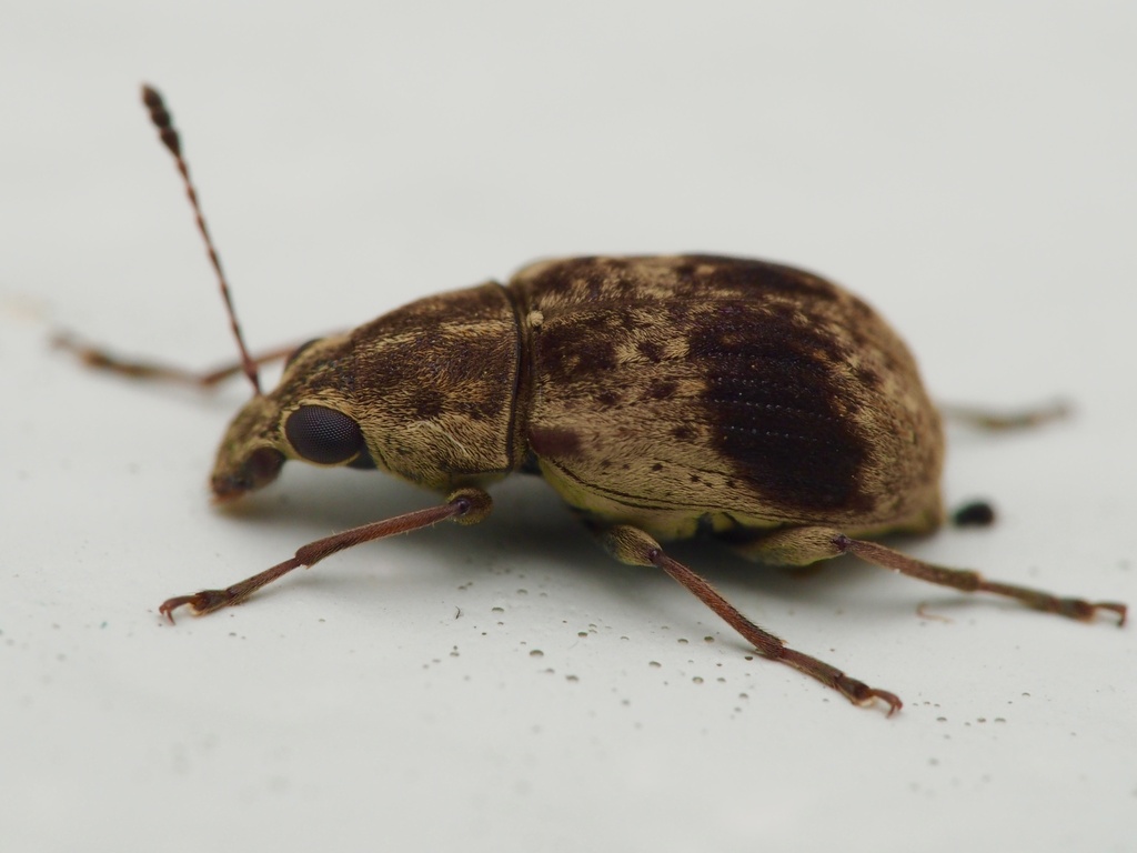 Cacephatus huttoni from North Island, Kaeo, Northland, NZ on November ...