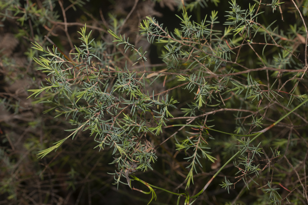 twiggy homoranthus from Coffs Harbour NSW, Australia on November 27 ...