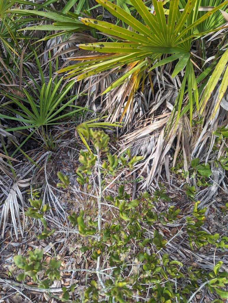 Florida scrub oak from Myakka City, FL 34251, USA on November 26, 2023 ...