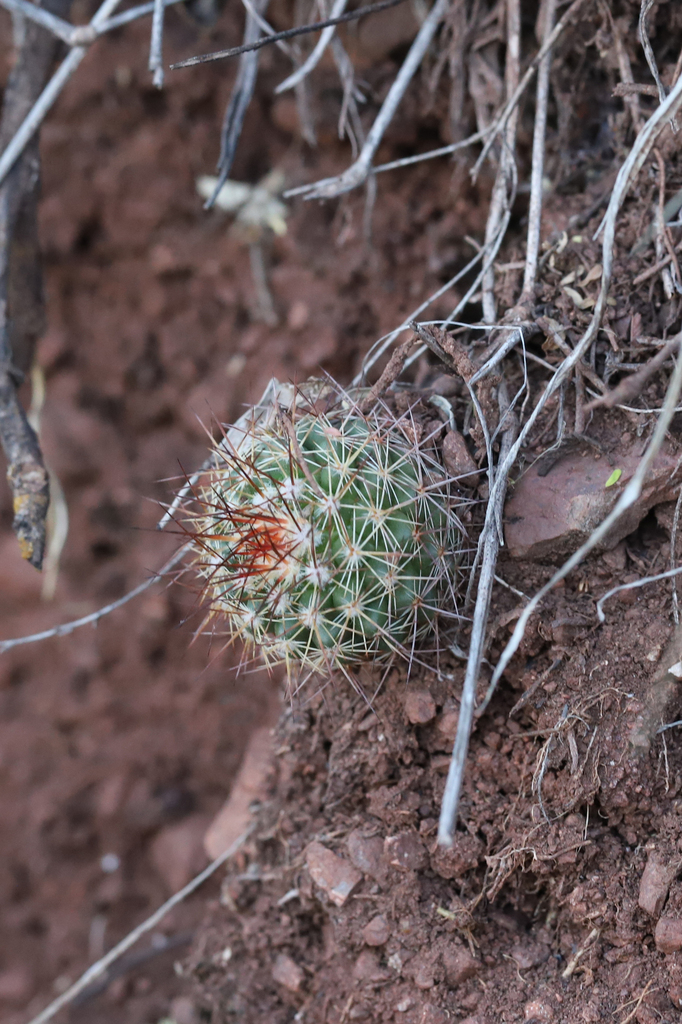 Coryphantha clavata from Guanajuato, Guanajuato, Mexico on November 21 ...