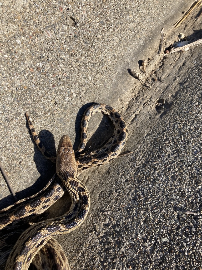 Pacific Gopher Snake from César Chávez Park, Berkeley, CA, US on ...