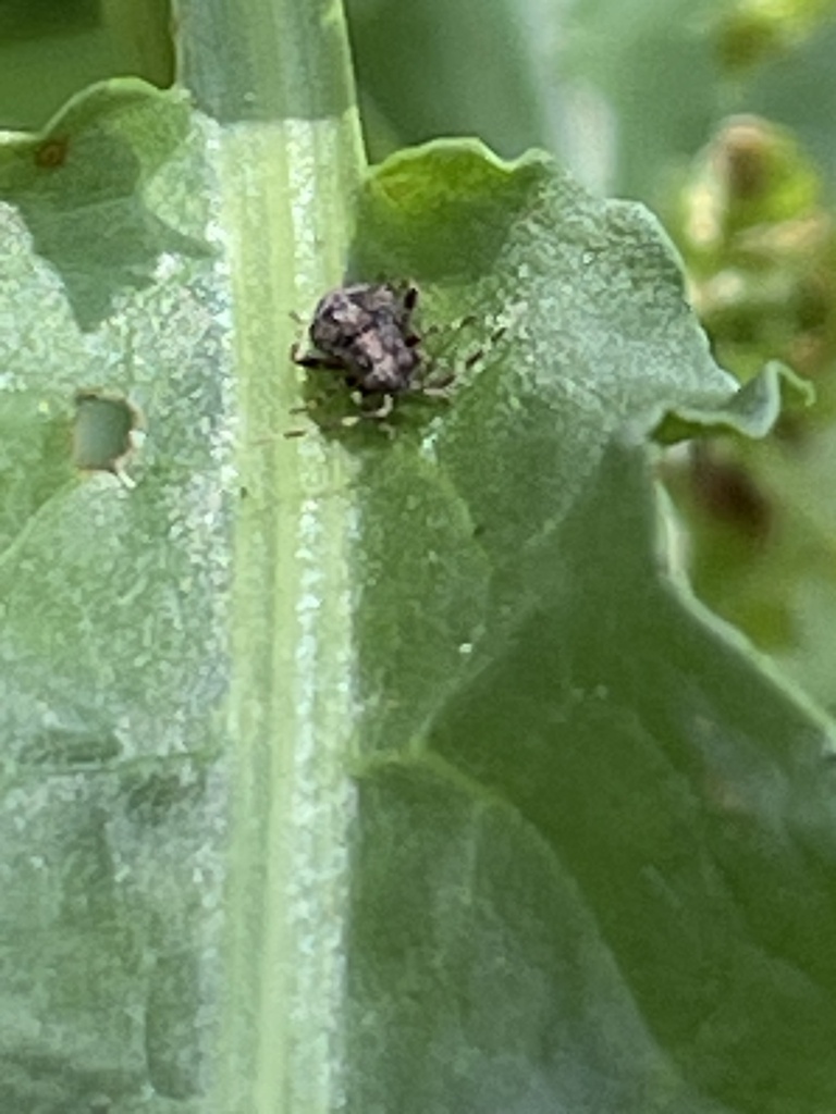 Winged and Once-winged Insects from Ian Geddes Bushwalk Reserve ...