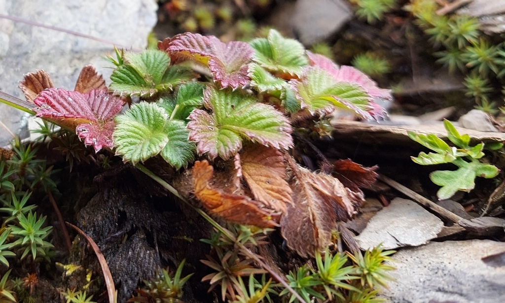Fragaria hayatae from 546台灣南投縣仁愛鄉 on November 29, 2021 at 11:11 AM by ...