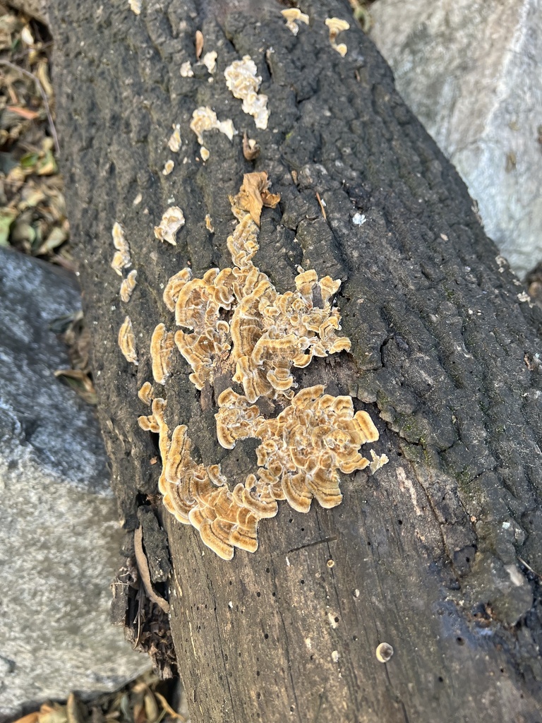 turkey-tail from Angeles National Forest, Altadena, CA, US on November ...