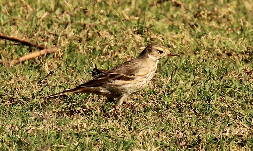 American Pipit from La Vega, Jalisco on November 26, 2023 at 10:27 AM ...
