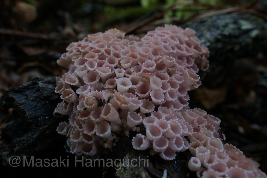 Microstoma aggregatum in October 2023 by Masaki Hamaguchi. 保護すべききのこです ...
