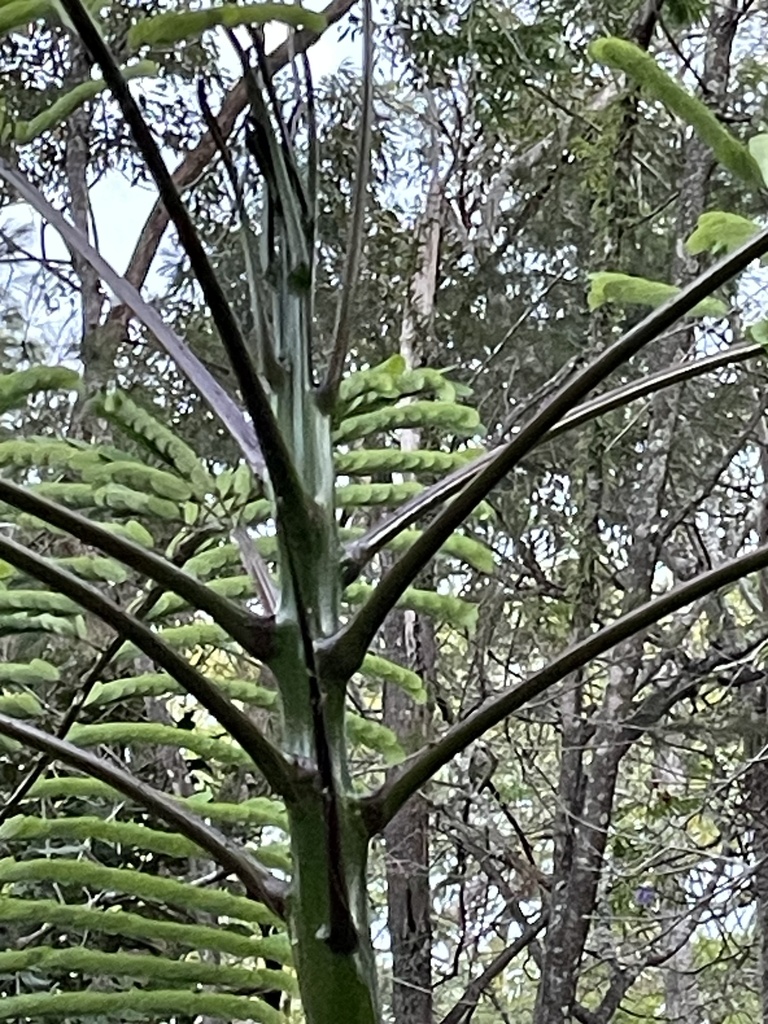 Brazilian fern tree from Formosa Rd, Gumdale, QLD, AU on November 26 ...