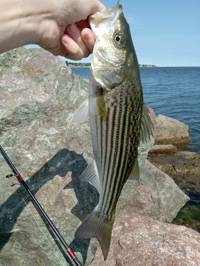Striped Bass in August 2023 by atlantic tomcod. striped bass · iNaturalist