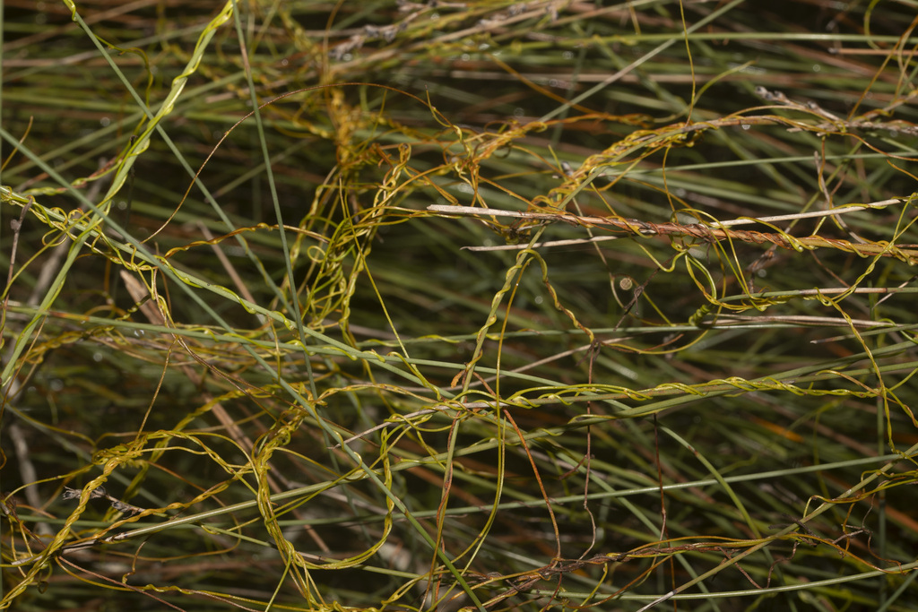 Slender Devil's Twine from Coffs Harbour NSW, Australia on November 27 ...