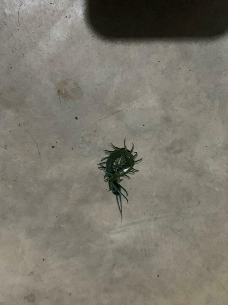 Scolopendra aztecorum from San Quintín, B.C., México on May 5, 2022 at ...