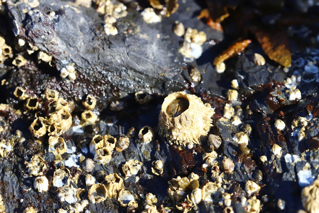 Thatched Barnacle from Skagit County, WA, USA on August 11, 2023 at 09: ...