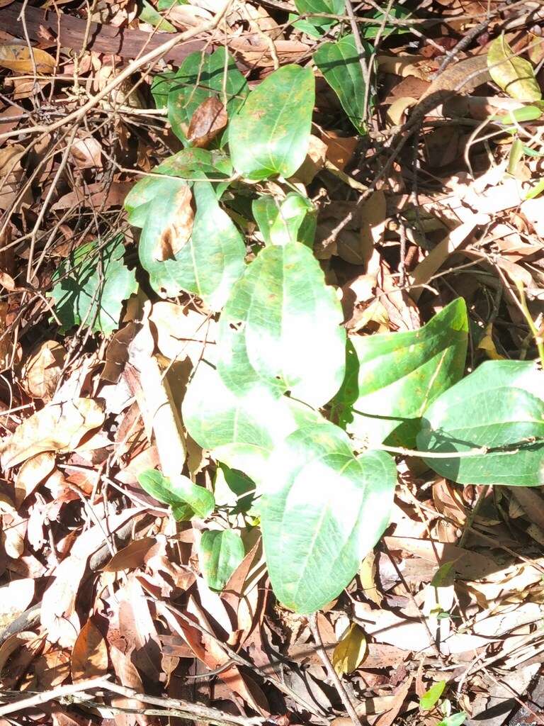 Austral Sarsaparilla from Coffs Harbour NSW, Australia on November 27, 2023 at 08:40 AM by ...