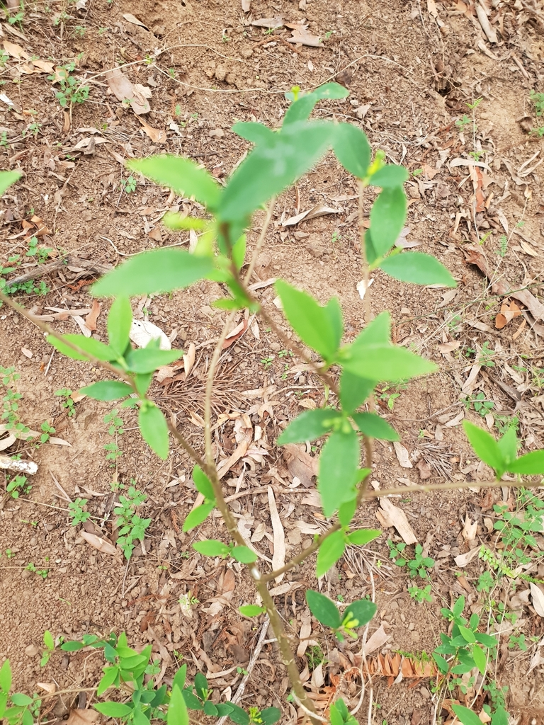Bootlace Plant from Mount Crosby QLD 4306, Australia on November 27 ...