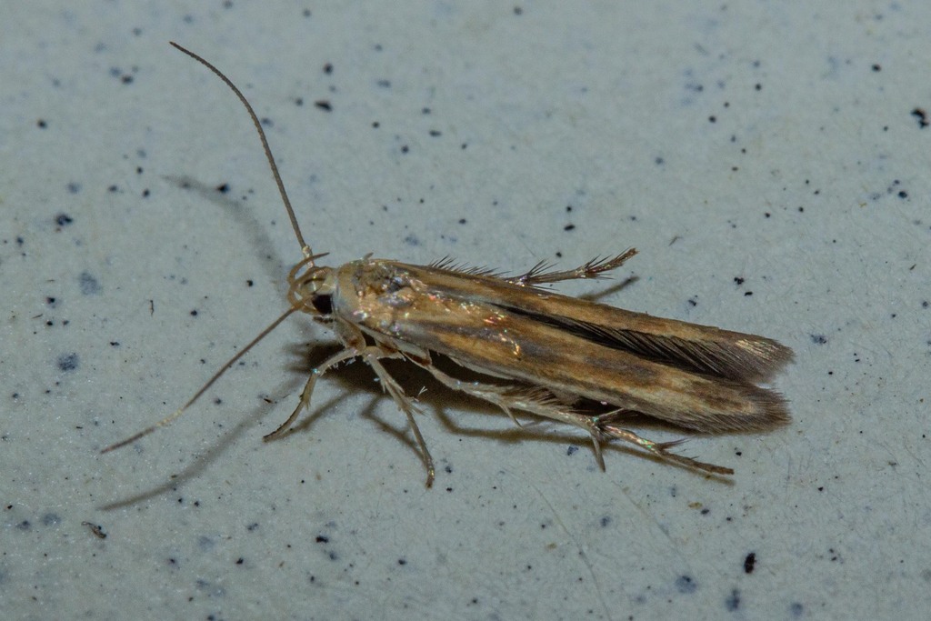 Orchard Featherfoot from Hillgrove 9482, New Zealand on November 2 ...