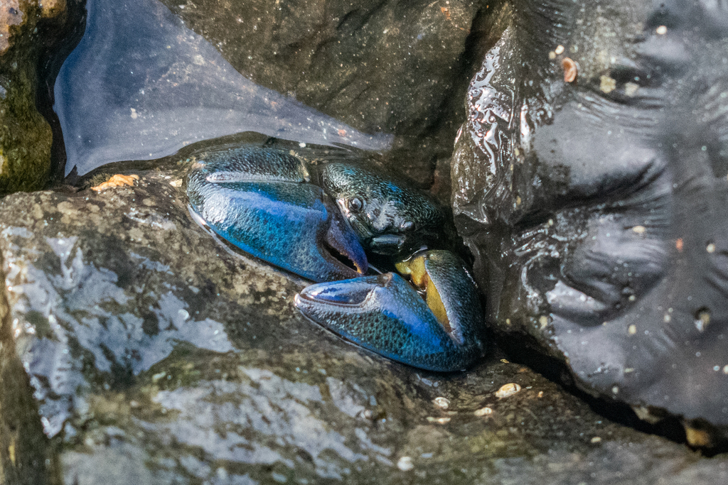 New Zealand Half Crab from Coquimbo, Chile on November 26, 2023 at 05: ...