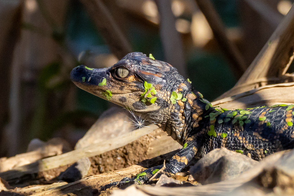 American Alligator from Industrial, Augusta, GA, USA on November 18 ...