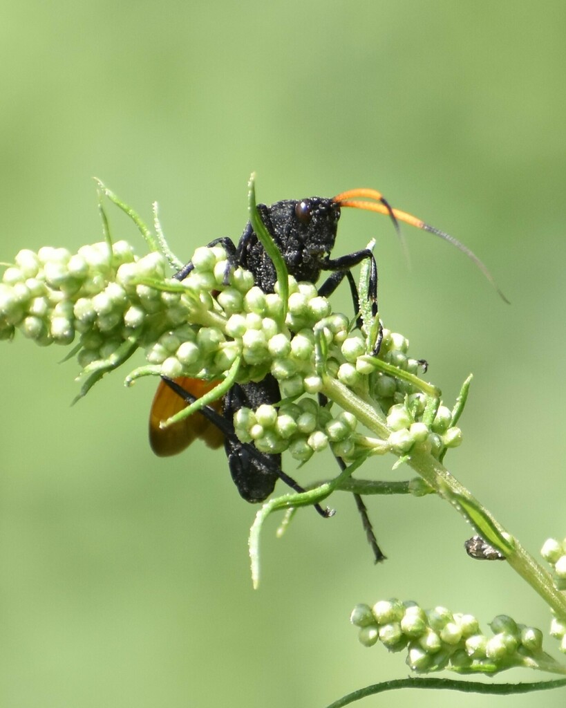 Tarantula-hawk Wasps and Allies from Cd. de México, México on September ...