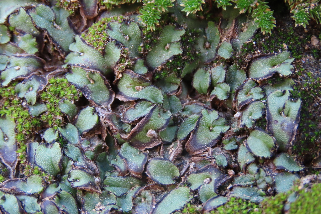 California asterella from Palm Springs, CA, USA on November 18, 2023 at ...