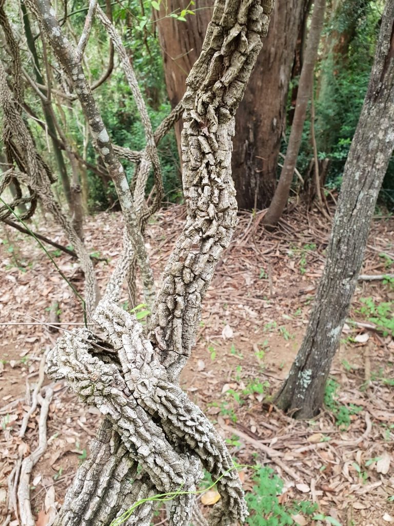 Corky Milk Vine from Karana Downs QLD 4306, Australia on November 27 ...