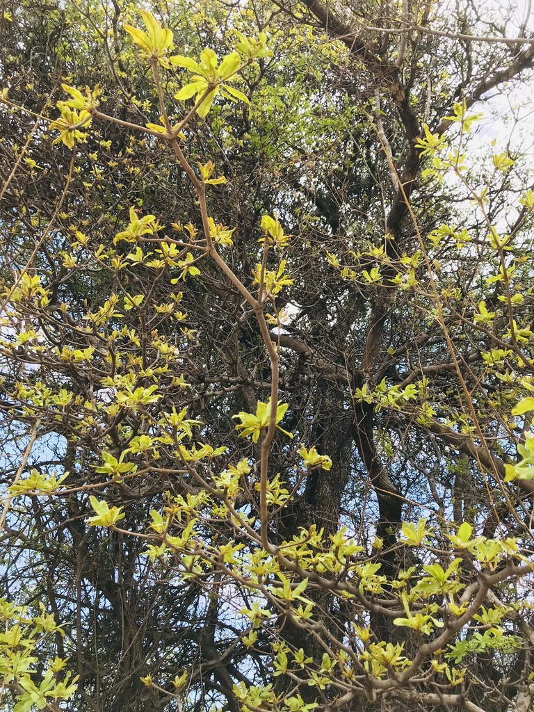 dicots from Brendan Simbwaye Road, Zambezi, NA on November 26, 2023 at ...