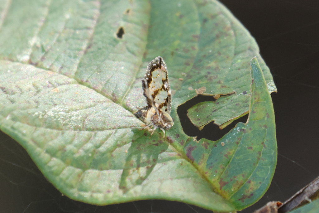 Armacia spinae from Logging track, Obi Is., South Halmahera Regency ...