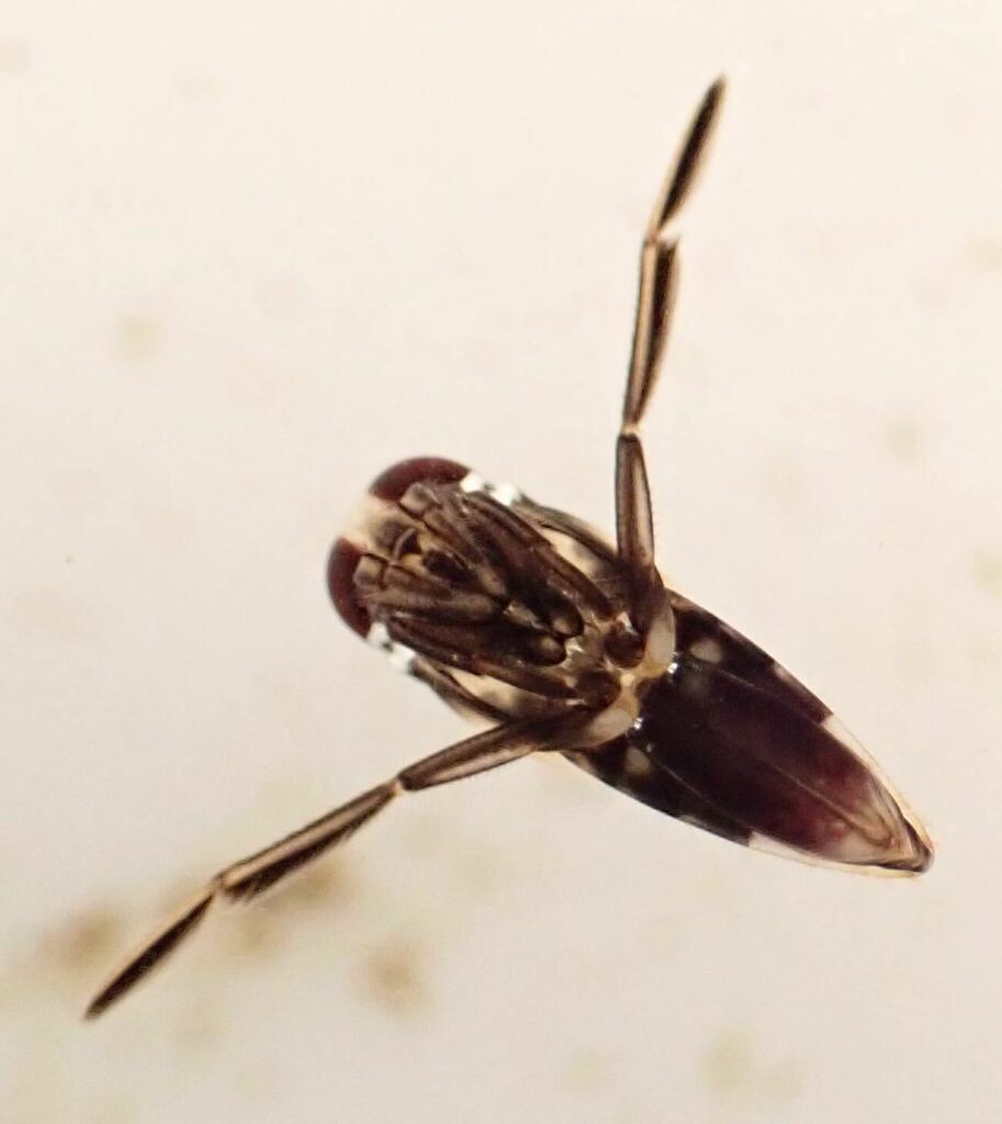 Common Backswimmers from Austinville. Mudgeeraba Creek QLD 4213 ...