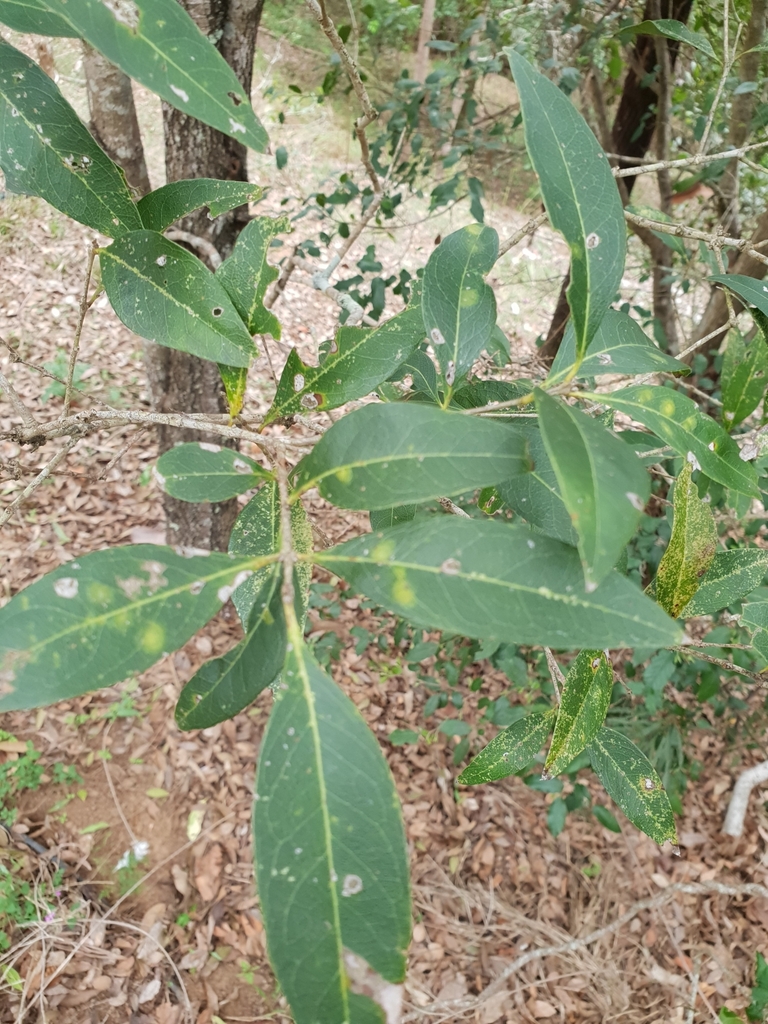 large mock-olive from Mount Crosby QLD 4306, Australia on November 27 ...