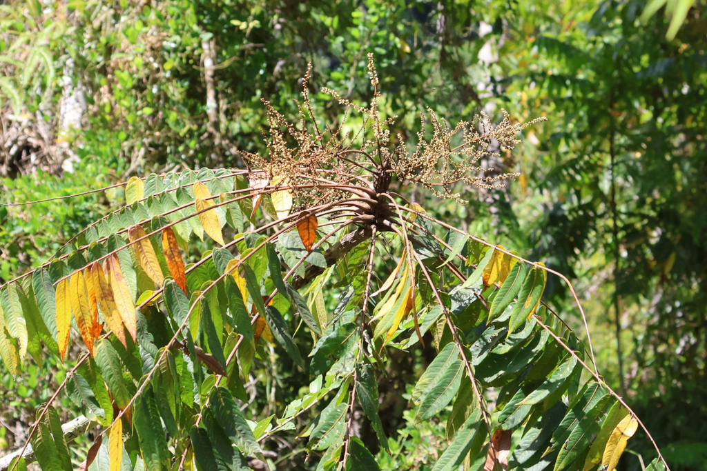 Polyscias nodosa from Logging track, Obi Is., South Halmahera Regency ...