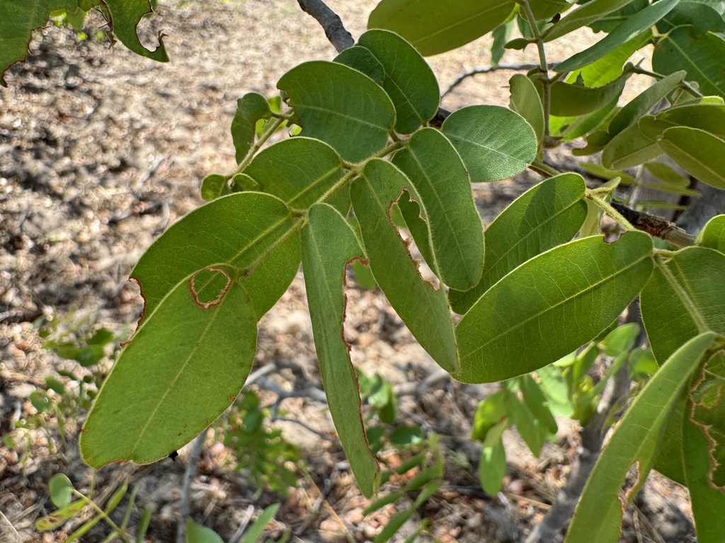 African teak in November 2023 by Sebastian Hatt · iNaturalist
