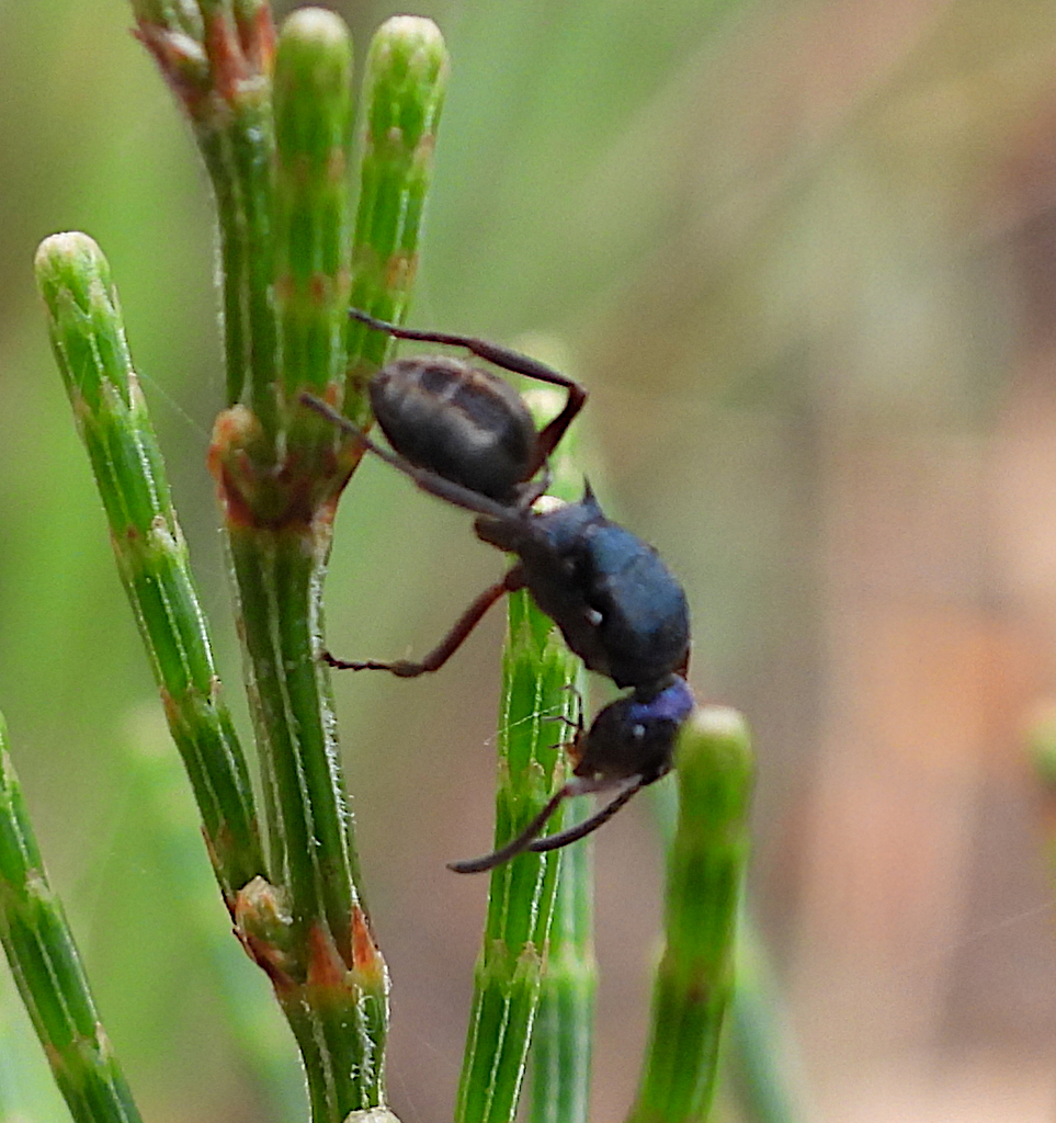 Polyrhachis hookeri in November 2023 by cirolana · iNaturalist