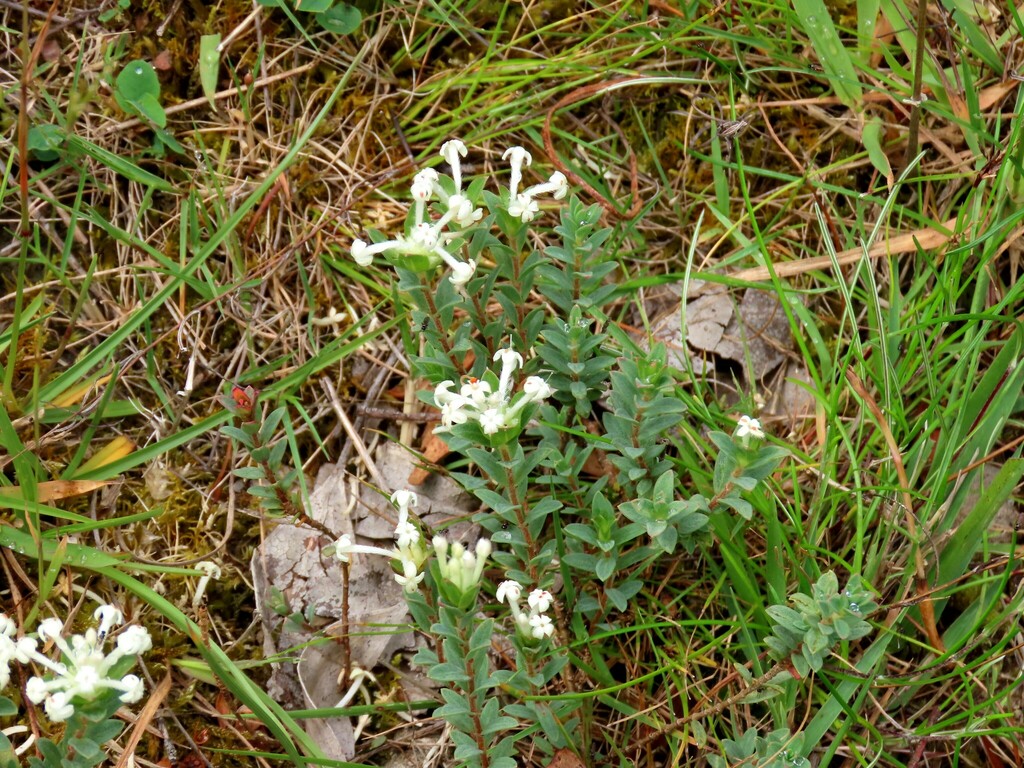 Common Rice-flower from Spargo Creek VIC 3461, Australia on November 27 ...