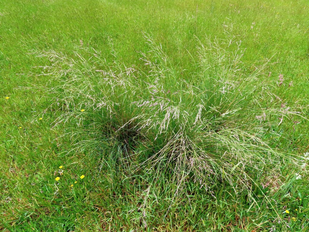 common tussock grass from Spargo Creek VIC 3461, Australia on November ...