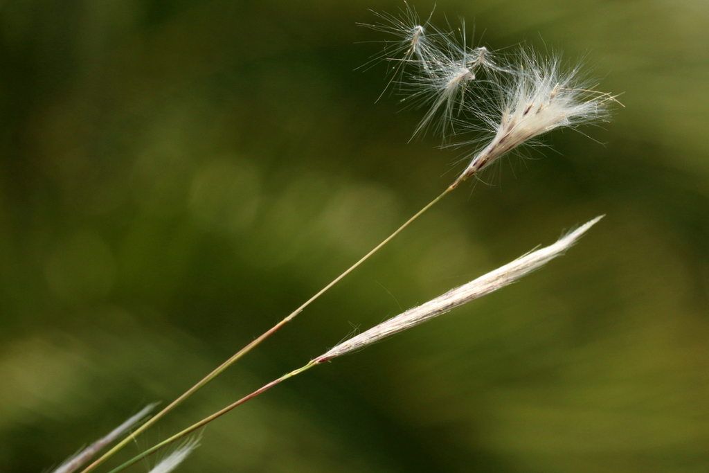 Snowflake Grass from Ehlanzeni District Municipality, South Africa on ...