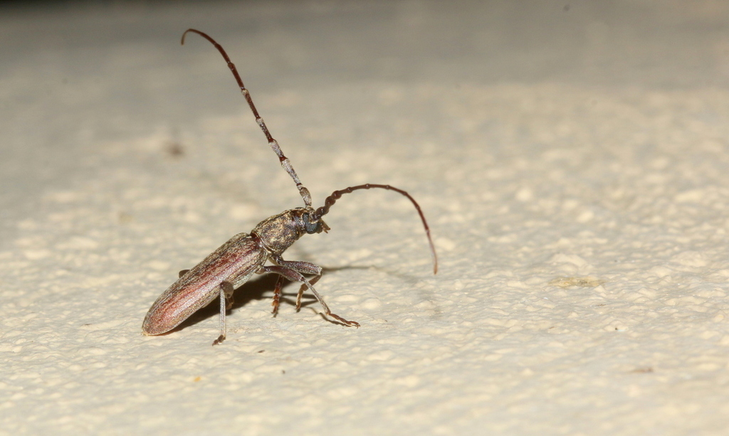 Pachydissus aspericollis from Ehlanzeni District Municipality, South ...