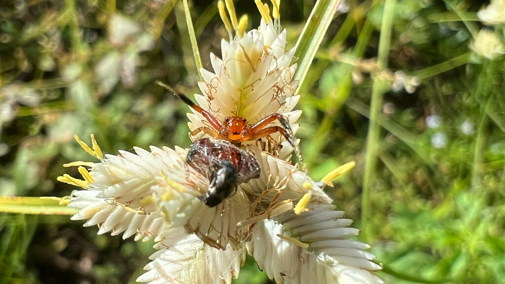Crab Spiders from Jambiani, Zanzibar on November 26, 2023 at 08:21 AM ...