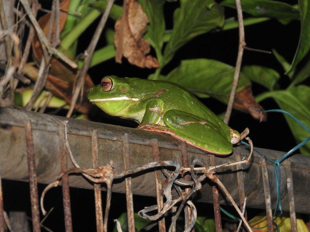 White-lipped Tree Frog from Oak Forest Rd, Kuranda, QLD, AU on November ...
