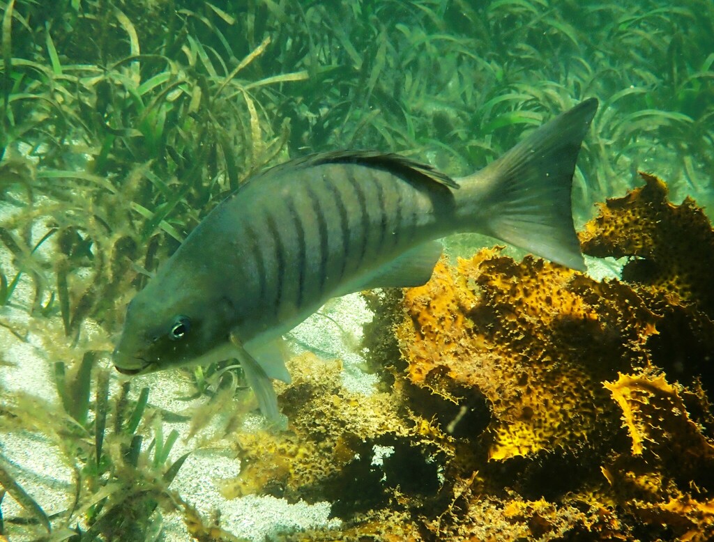Luderick from Bass Point Tourist Rd, Shell Cove NSW 2529, Australia on ...