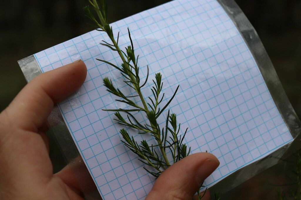 Sifton Bush in November 2023 by babblerboy · iNaturalist