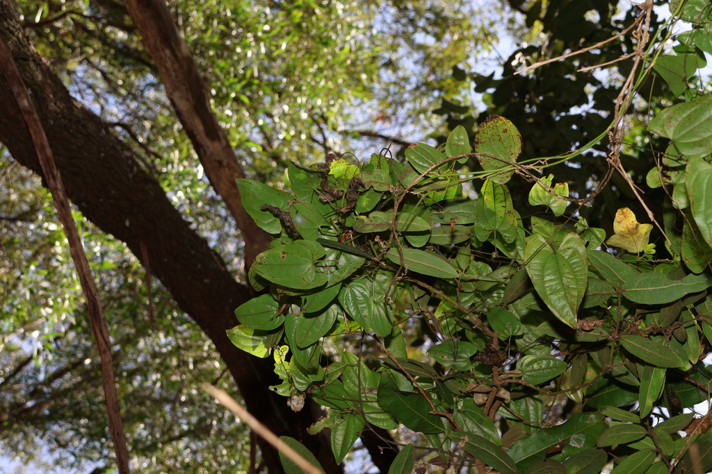 Common Yam Vine from Kingsholme QLD 4208, Australia on November 27, 2023 at 08:52 AM by Greg ...