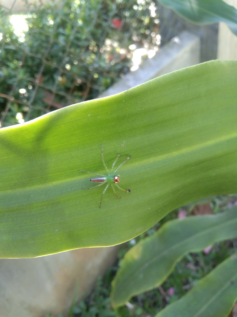 Jumping Spiders from Padada, Davao del Sur, Philippines on November 11 ...