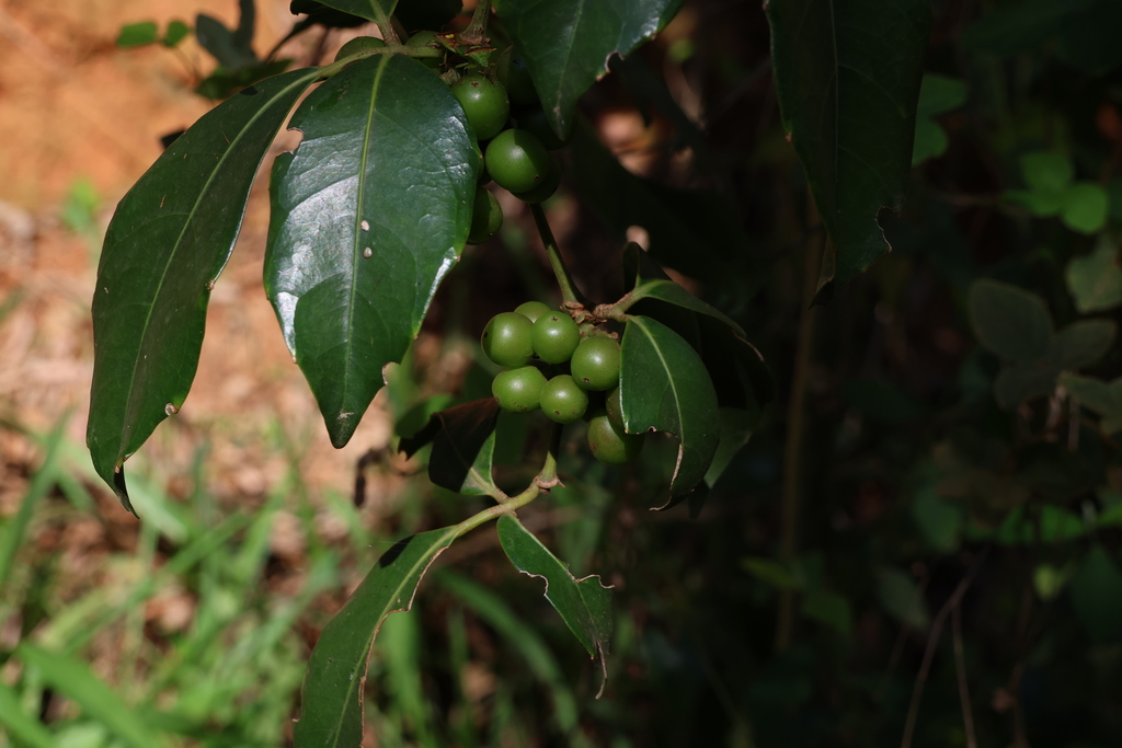 Native Grape from Kingsholme QLD 4208, Australia on November 27, 2023 ...