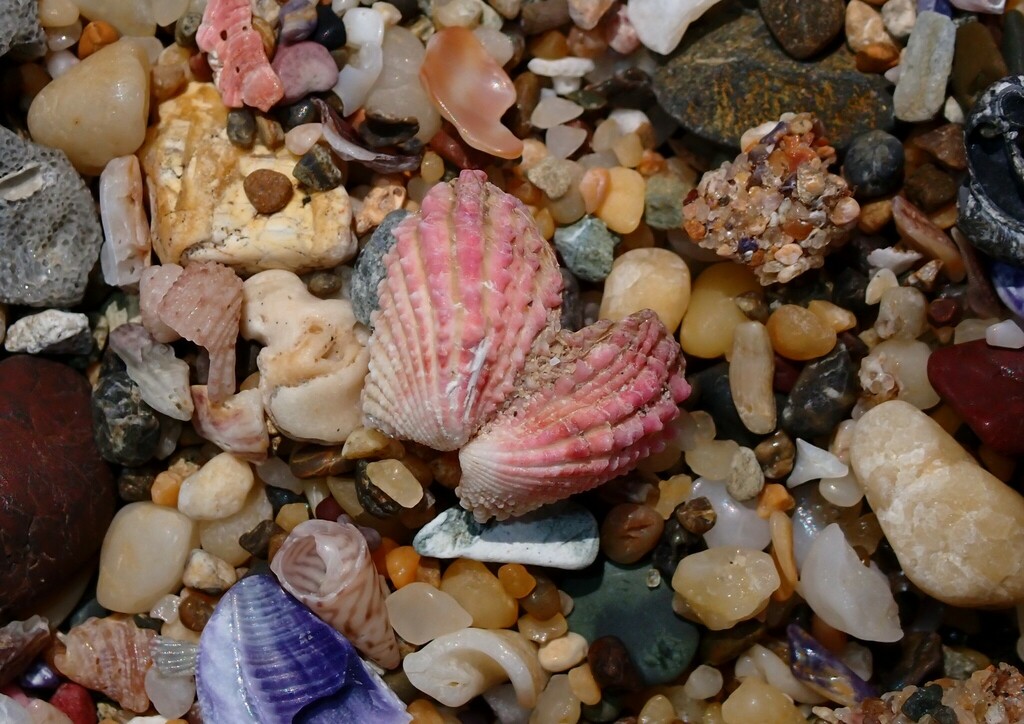 Large-ribbed Cardita from Woolgoolga NSW 2456, Australia on November 27 ...