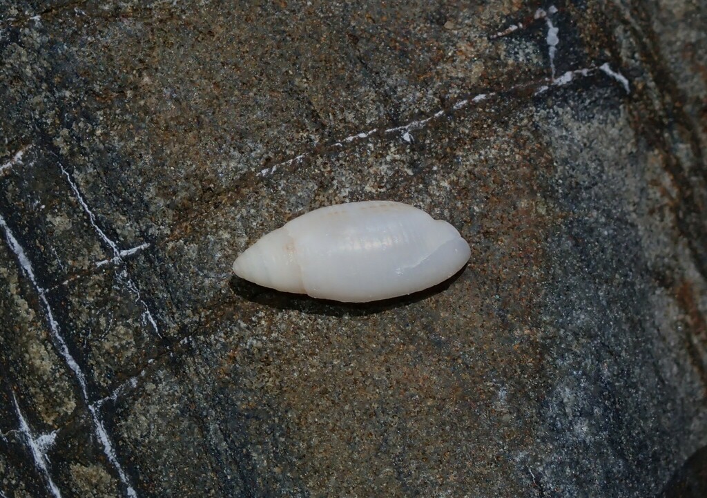 Pupa affinis from Woolgoolga NSW 2456, Australia on November 27, 2023 at 12:48 PM by Adrian Gale ...